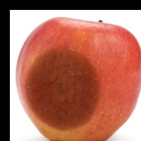 freshness fruits and vegetables Object Detection Model by college