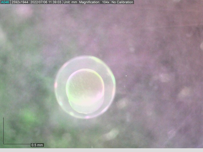 ZebDetectionPhD Object Detection Dataset by PhDProject