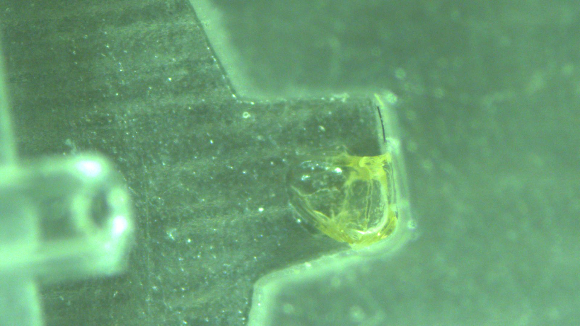 Zebrafish-database Object Detection Dataset by PhDProject