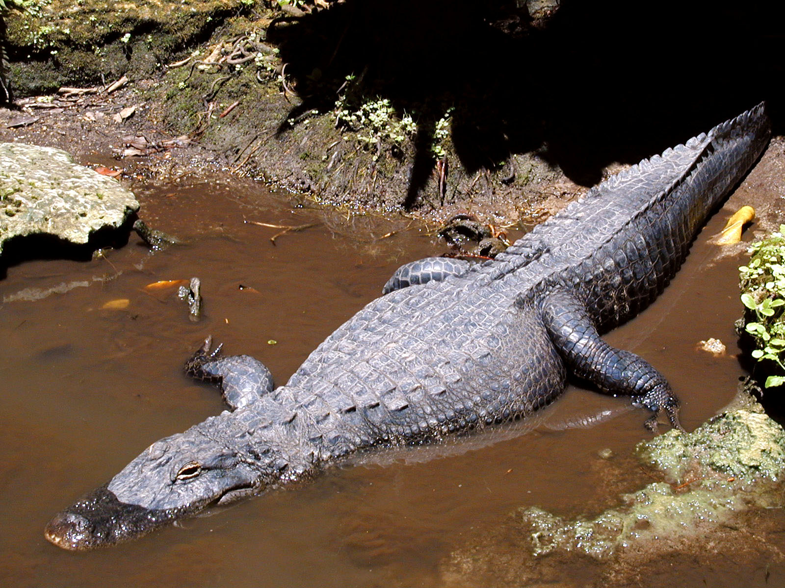 Crocodile Object Detection Dataset by PRACTICAS