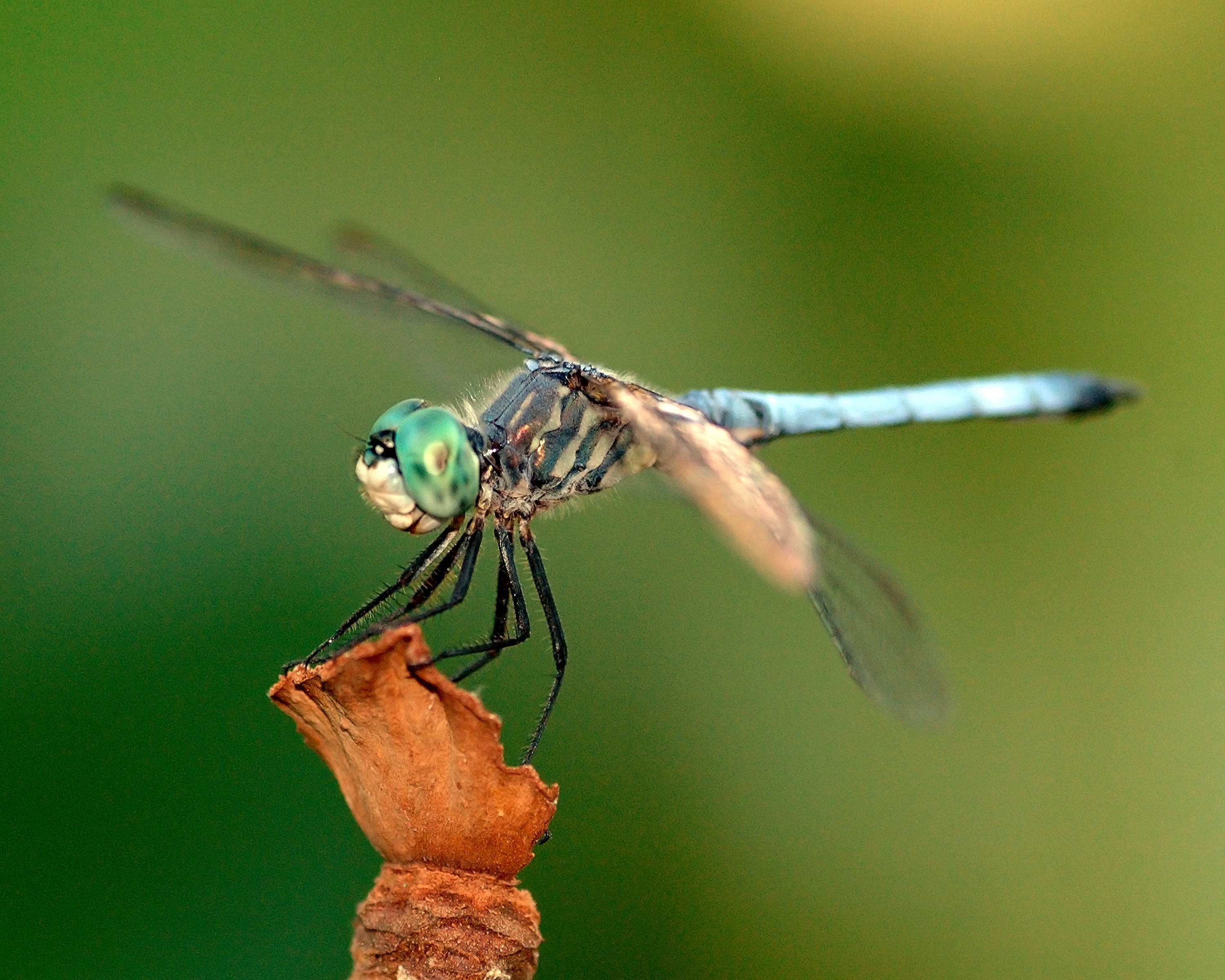 Dragonfly Object Detection Dataset By Practicas