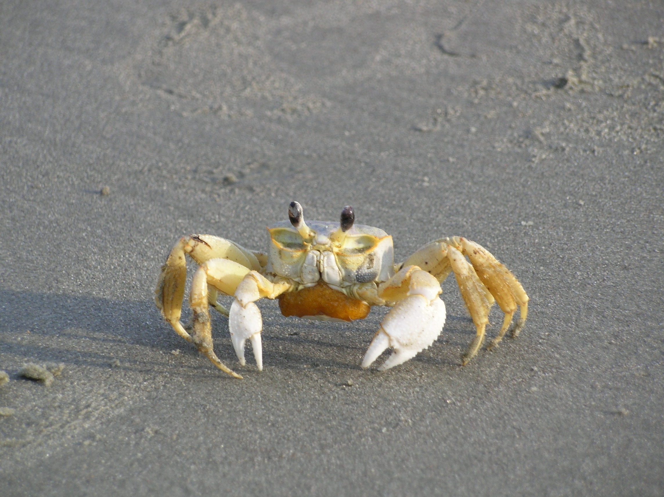 Crab Object Detection Dataset By Practicas