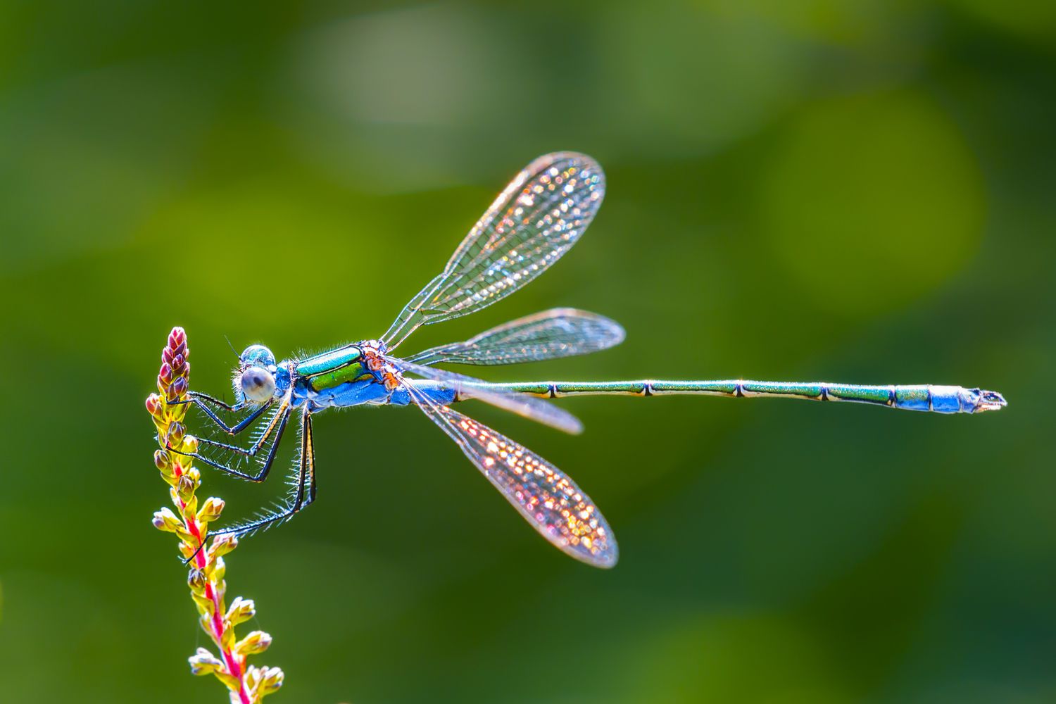 Dragonfly Object Detection Dataset by PRACTICAS