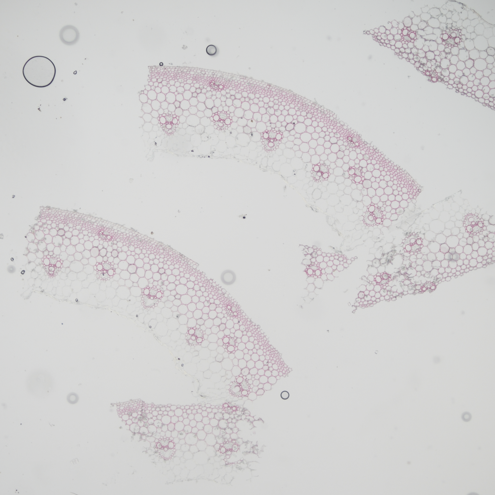 stem lignification Instance Segmentation Model by AEKS