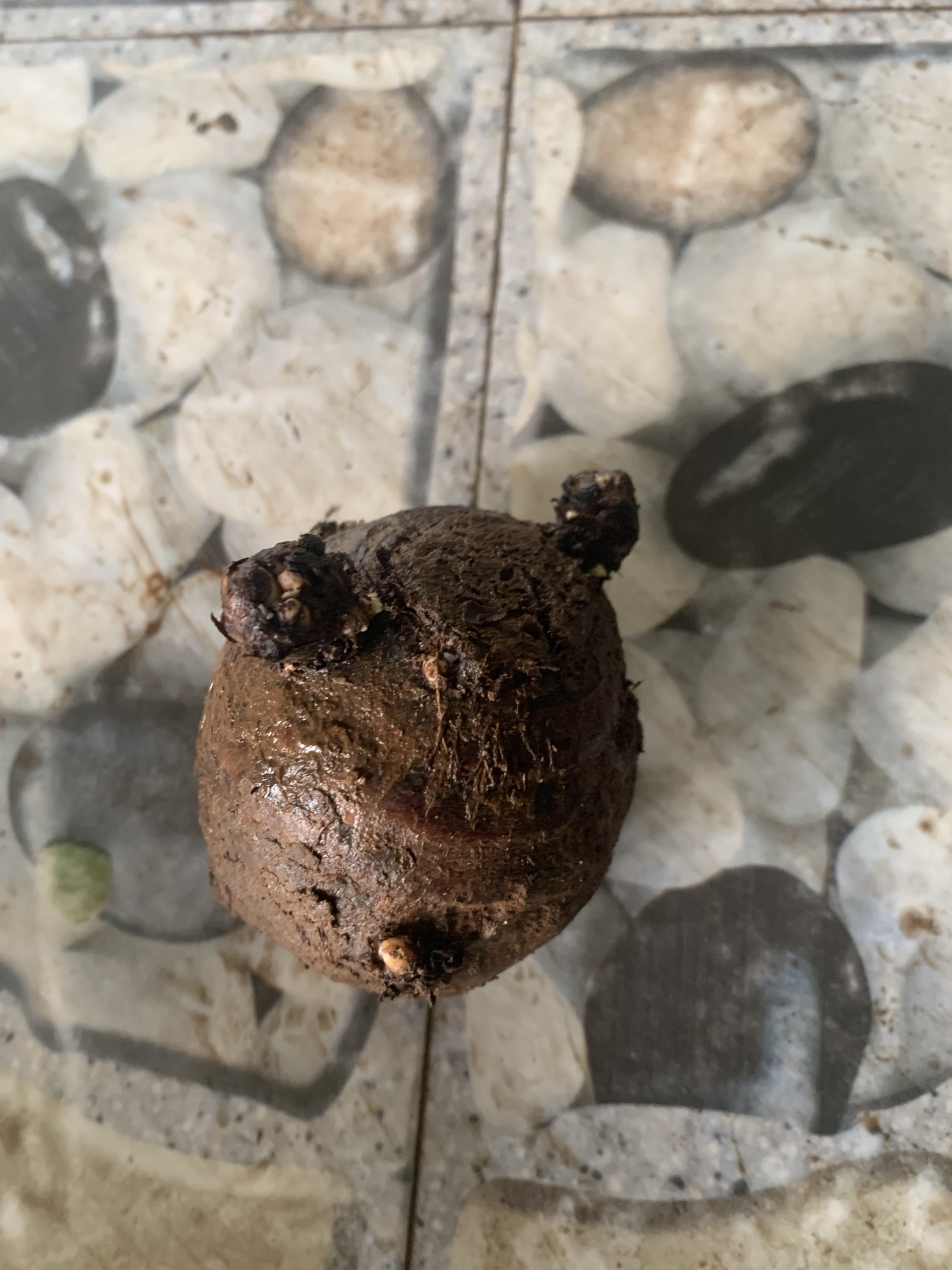 Taro_Disease_Classification Classification Model by Pham Minh Tien