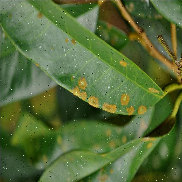 durian disease 2 Object Detection Dataset and Pre-Trained Model by durian leaves