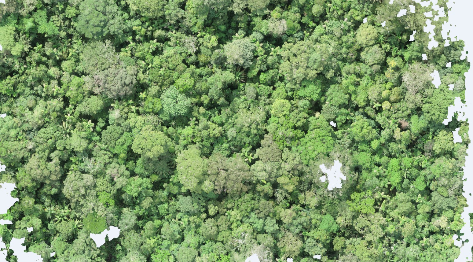 New Palm Tree Object Detection Dataset And Pre Trained Model By