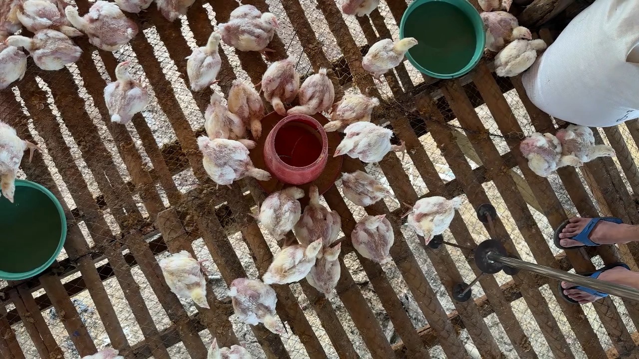 Cobb500 Broilers Object Detection Dataset by Thesis Project