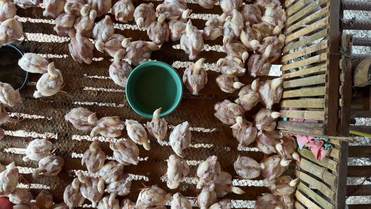 Broiler Chicken Detection Object Detection Dataset And Pre Trained