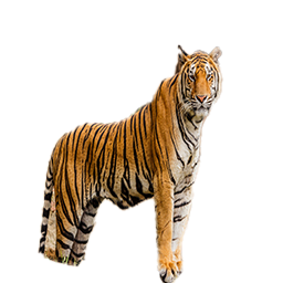Tiger Object Detection Model by training