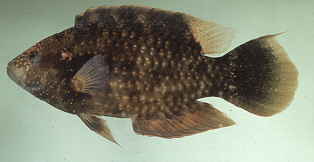 Underwater Fish Classification Instance Segmentation Dataset and Pre ... Underwater Fish Classification Instance Segmentation Dataset and Pre ...