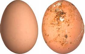 EGG QUALITY GRADING 2 Object Detection Dataset and Pre-Trained Model by Seleccionadorhuevos