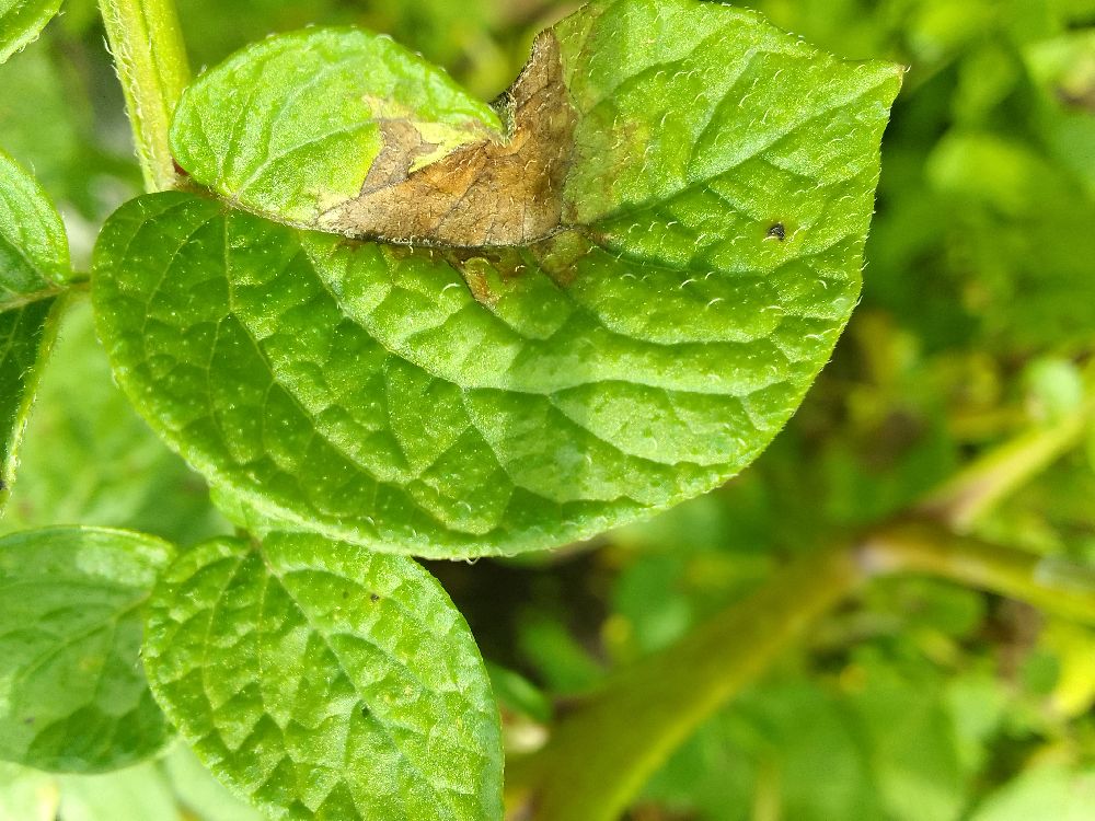 Late Blight Detection Instance Segmentation Dataset by LateBlightAnnotation