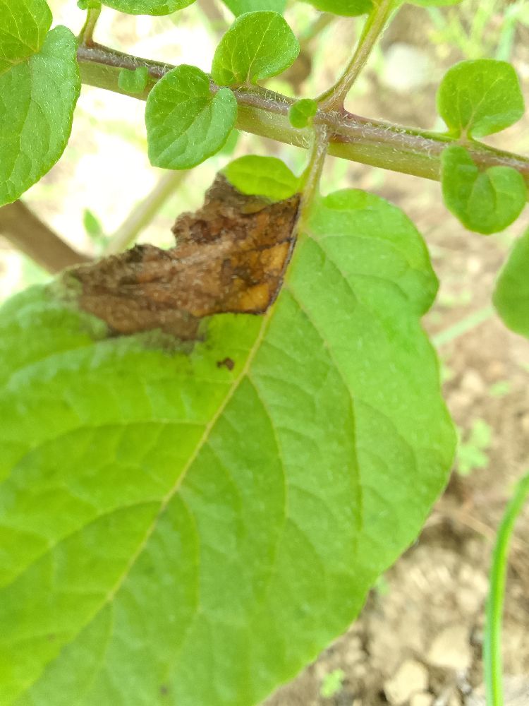 Late Blight Detection Instance Segmentation Dataset by LateBlightAnnotation