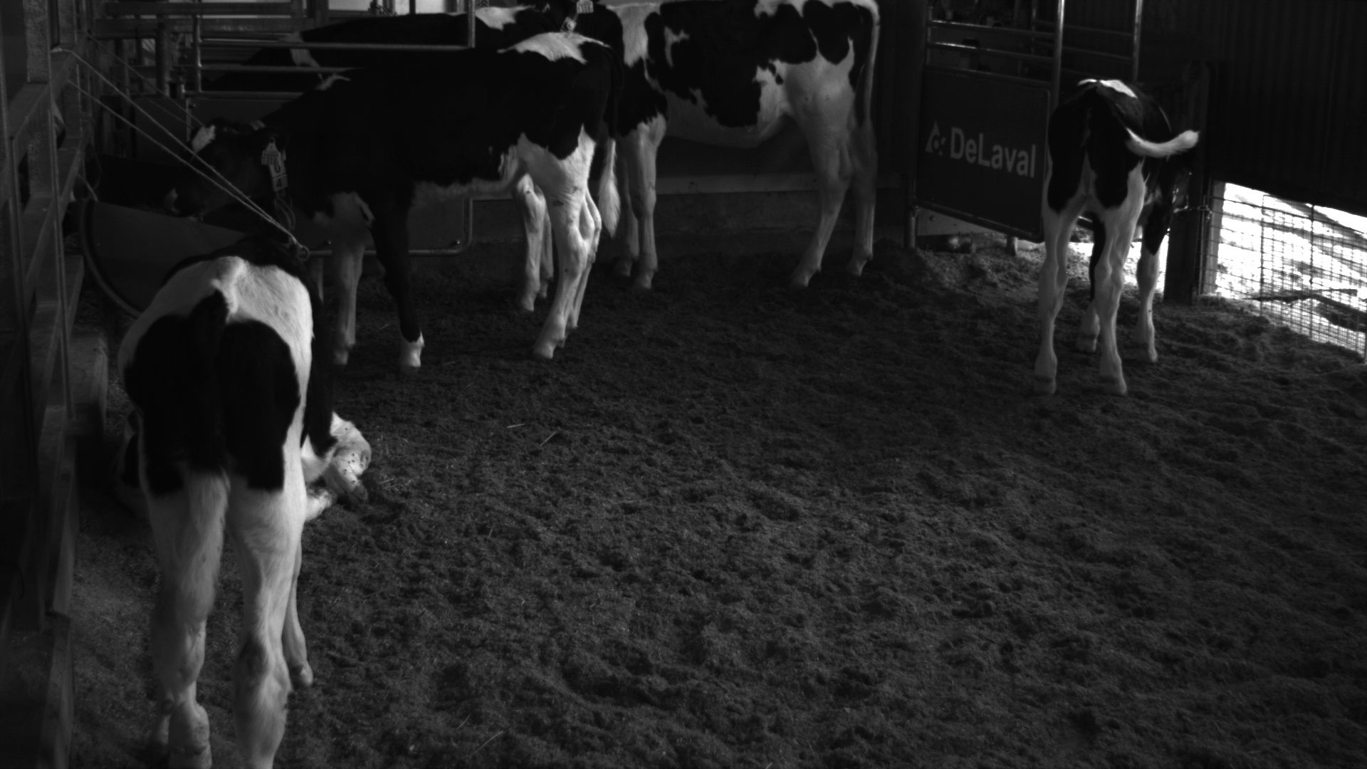 Iqbal Fahrozi - Roboflow Universe