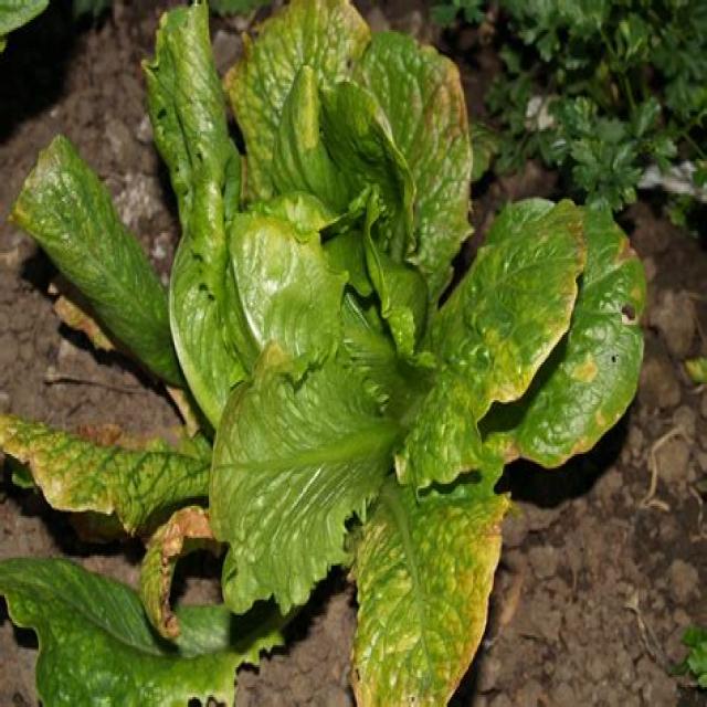 lettuce plant counting Object Detection Dataset and Pre-Trained Model by Thelma Munyuki