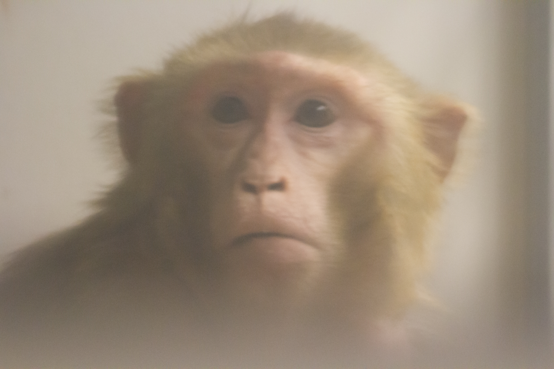 Monkey Deterrent system Object Detection Model by Jayasri Thota