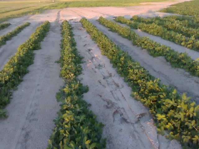 Uga Crop Detection Object Detection Dataset By 20221120field1cam1