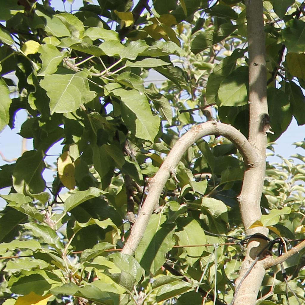 Apple Object Detection Dataset and Pre-Trained Model by Apple