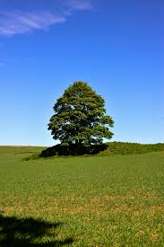 Side Trees detection Object Detection Dataset by Amir Sharifi