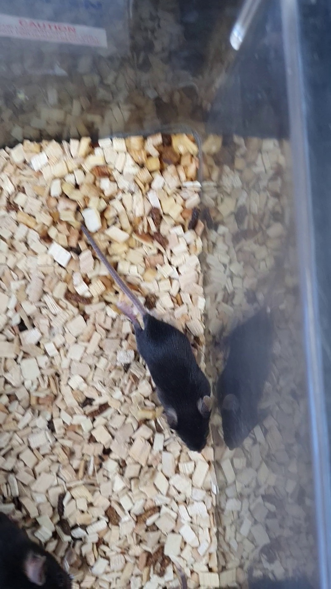Mouse Object Detection Dataset By Plasbio