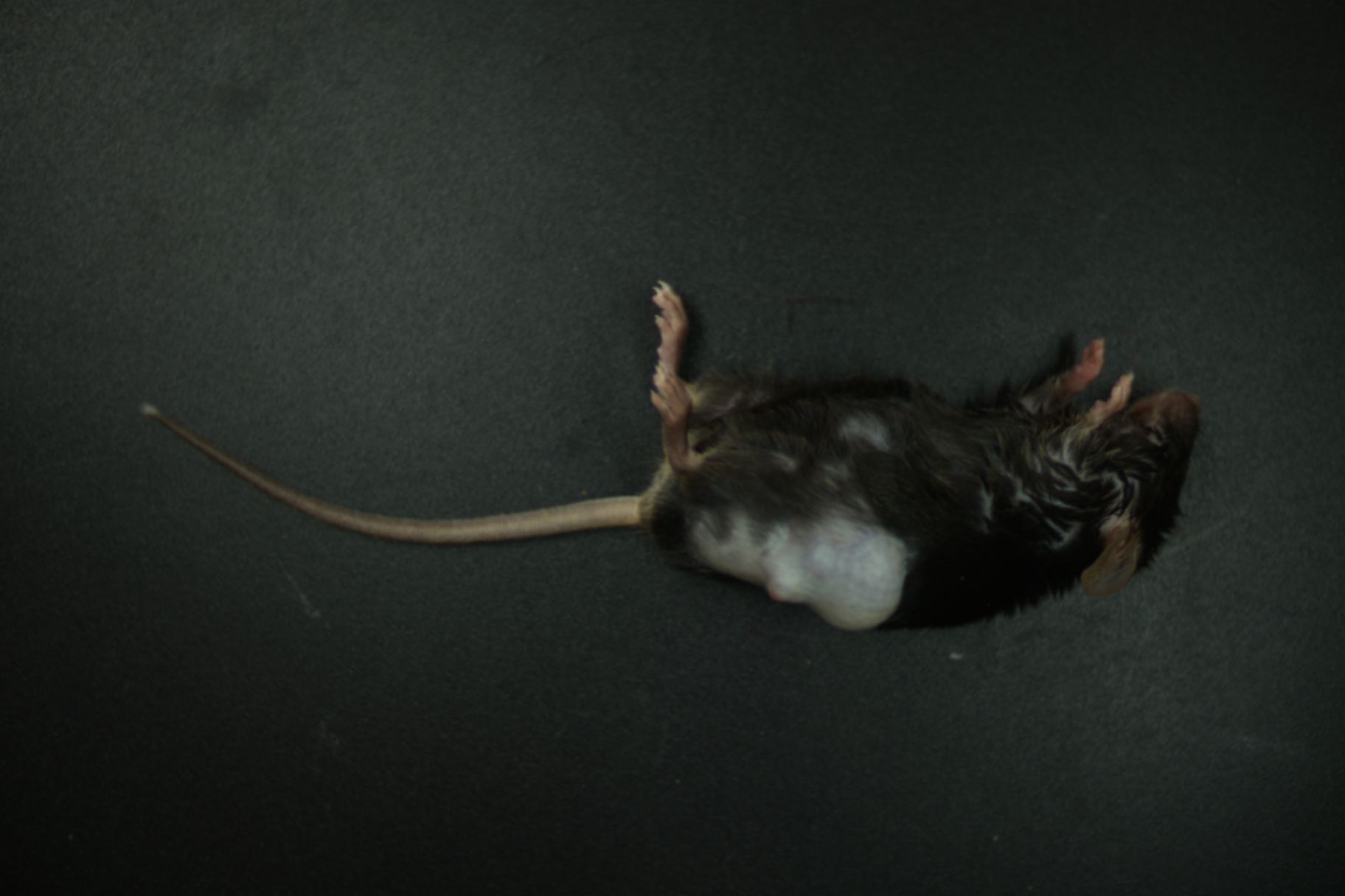 C57BL mouse Instance Segmentation Model by plasbio