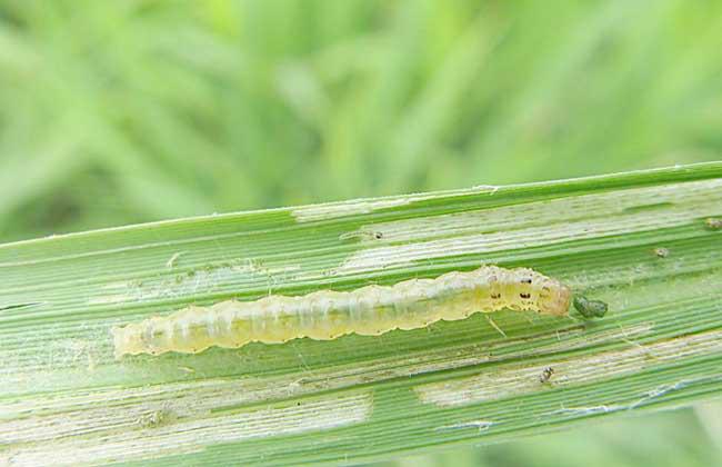 IP-102 Object Detection Dataset by Kelly Abreu