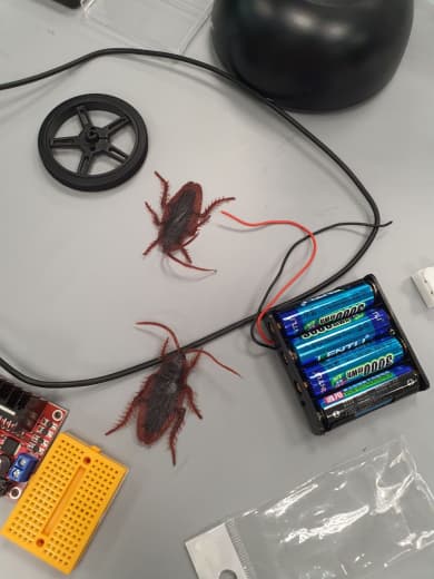 Cockroach Detection Object Detection Dataset By Tutorials