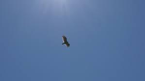 Birds flying Classification Model by Birds