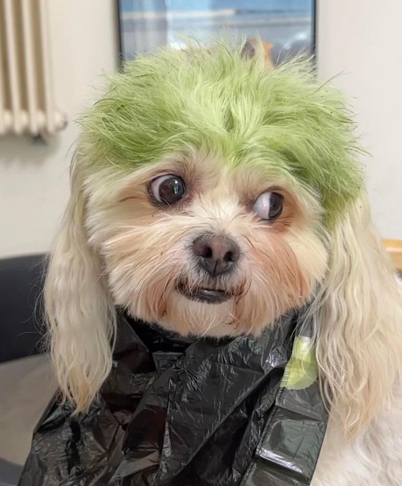 Hashi 007 (hashi-007-phxmi) - Roboflow Universe