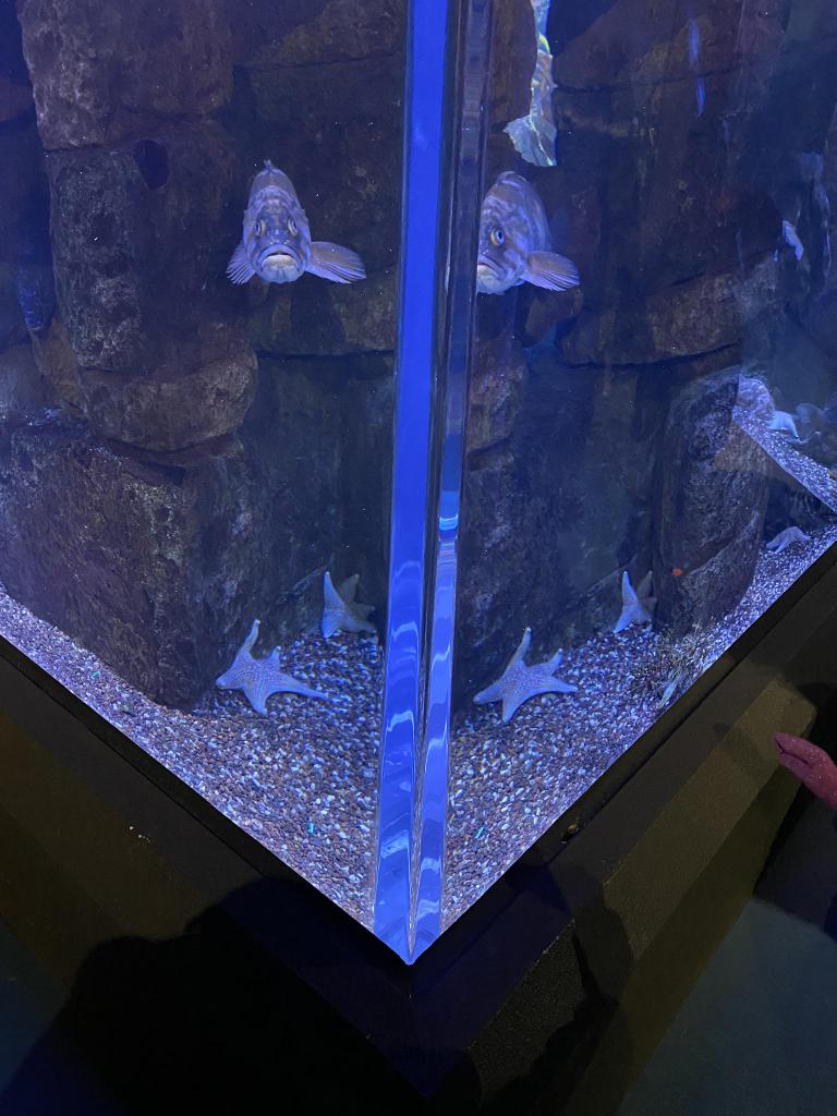 Orangewood (orangewood-agfnl) - Roboflow Universe