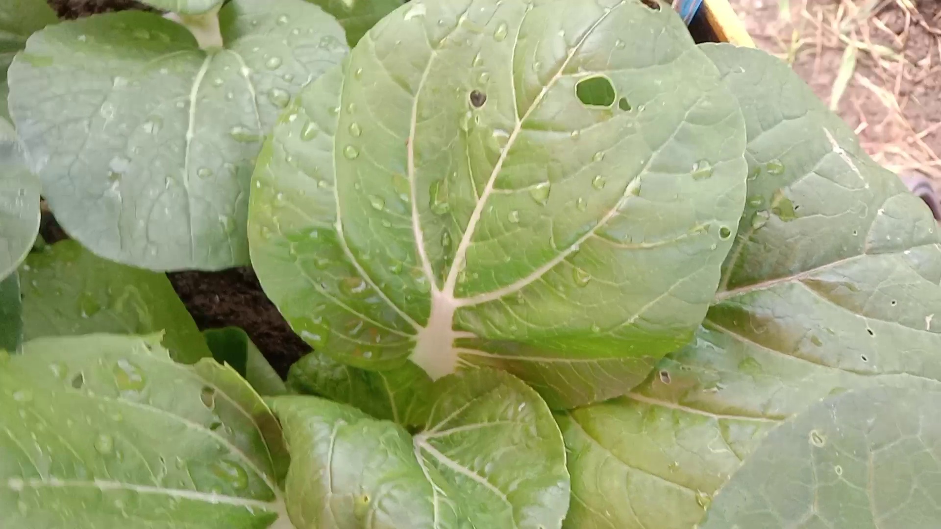 Plant Disease Detection Object Detection Dataset And Pre Trained Model