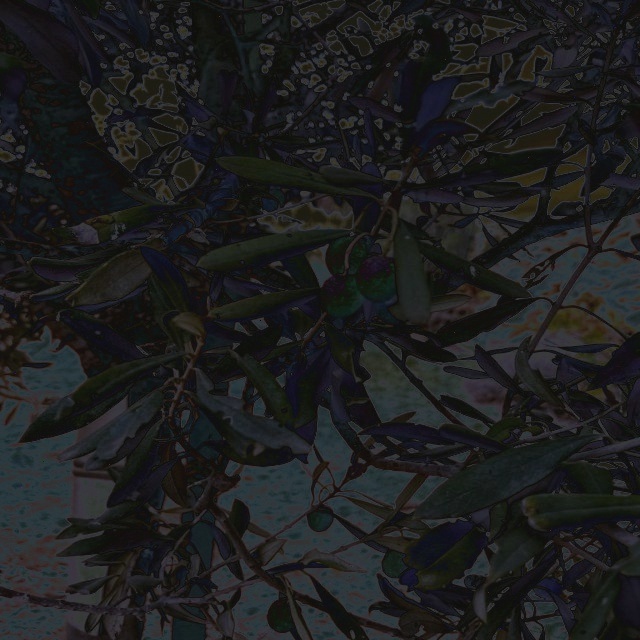 OliveDetection Object Detection Model by MCAST