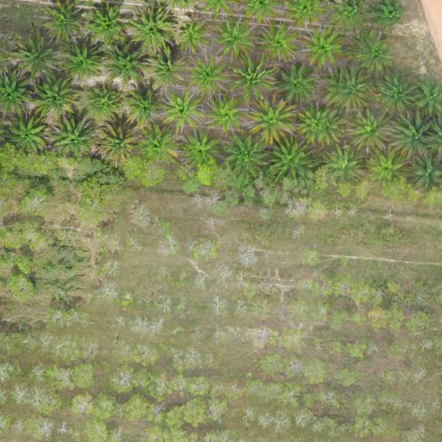 palm tree Object Detection Dataset by Aakash Thapa