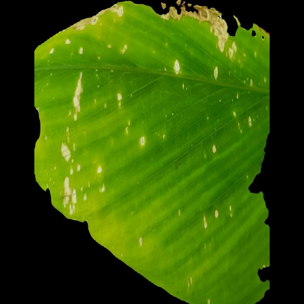 Real Time disease detection in cardamom plant Dataset and Pre-Trained ...