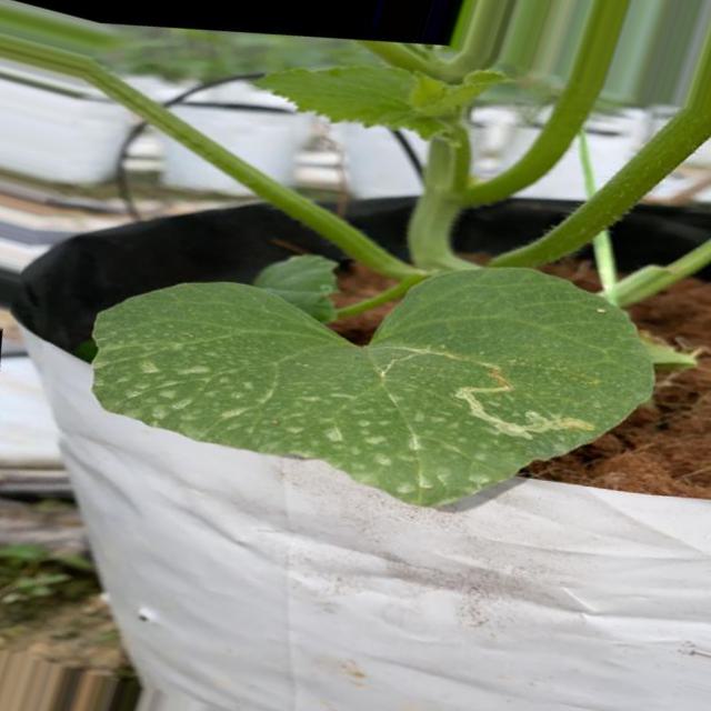 How to Use the Diseases Rock Melon Object Detection API