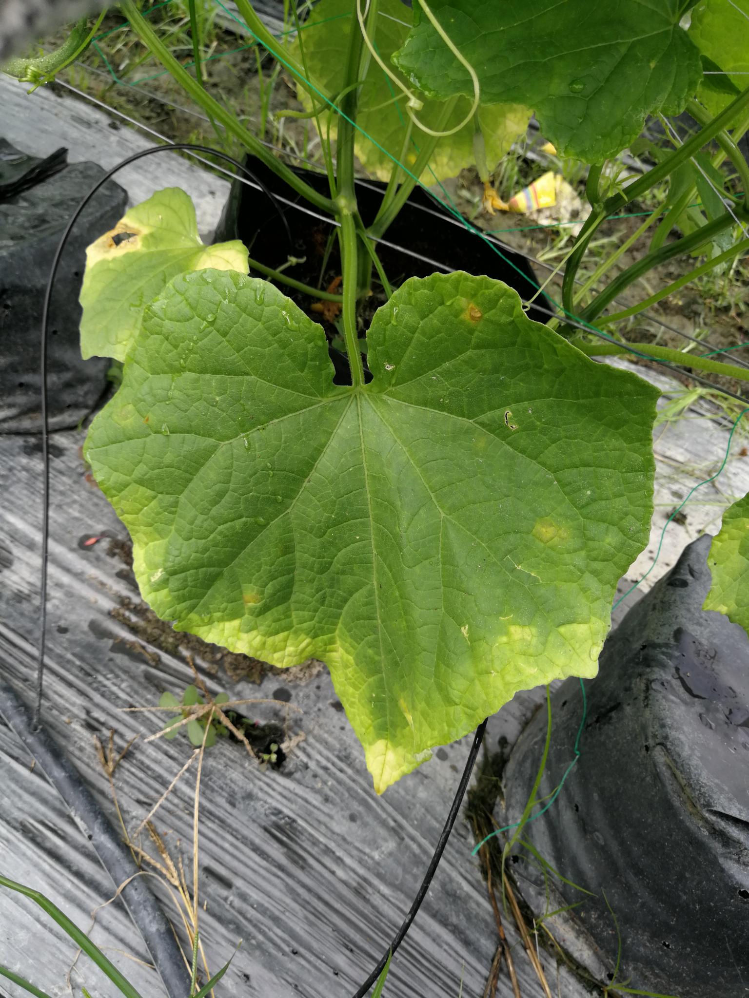 Diseases Rock Melon Object Detection Dataset by Rockmelon