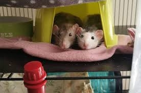 rats Object Detection Model by IE