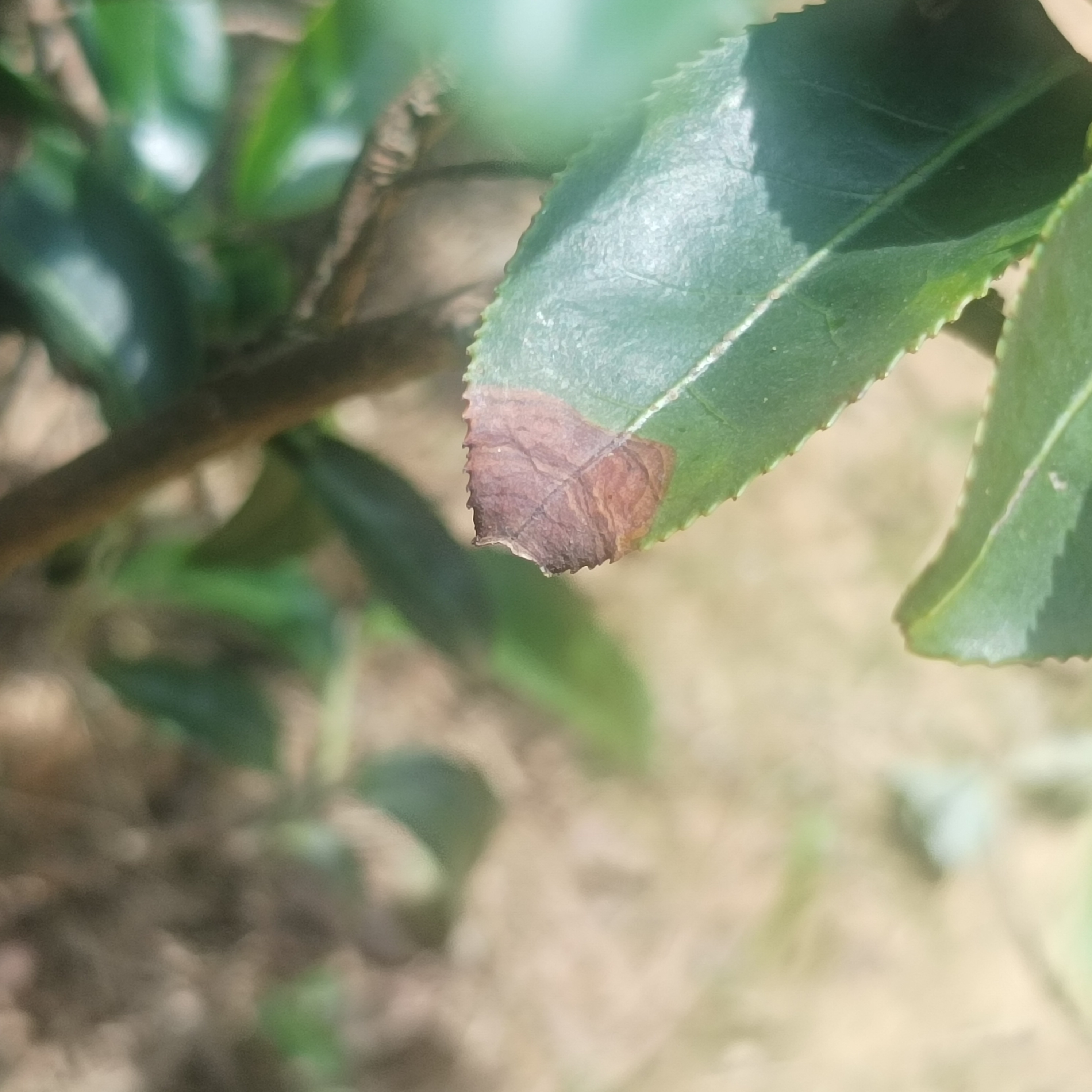 tea leaves diseases Object Detection Model by project-onue6