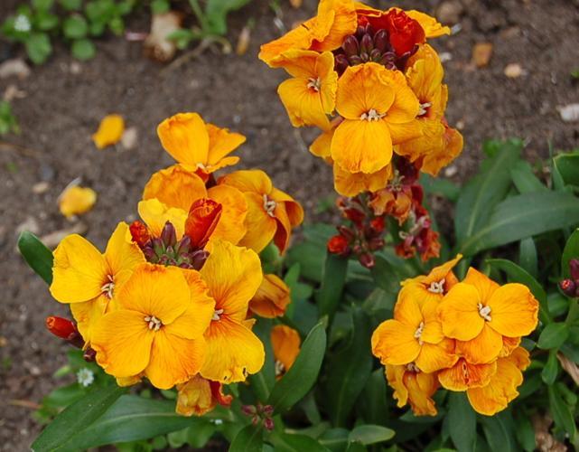 flowers_segmentation Instance Segmentation Dataset and Pre-Trained Model by WorkWebScientia