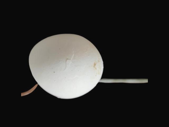 3000 eggs Instance Segmentation Dataset and Pre-Trained Model by 300 eggs