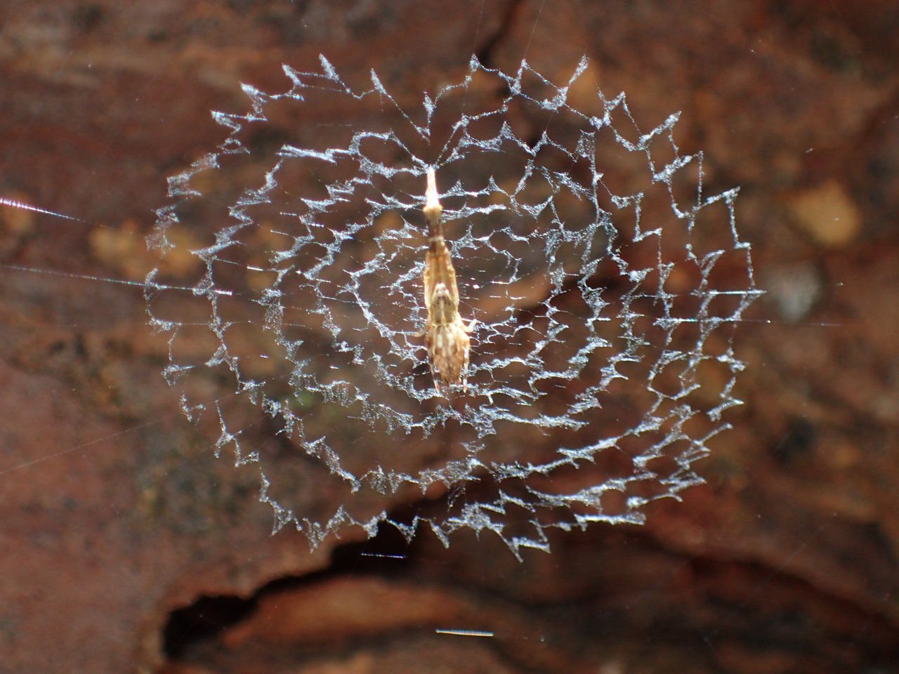 arthropod_taxonomy_orders Object Detection Dataset and Pre-Trained Model by DLProject