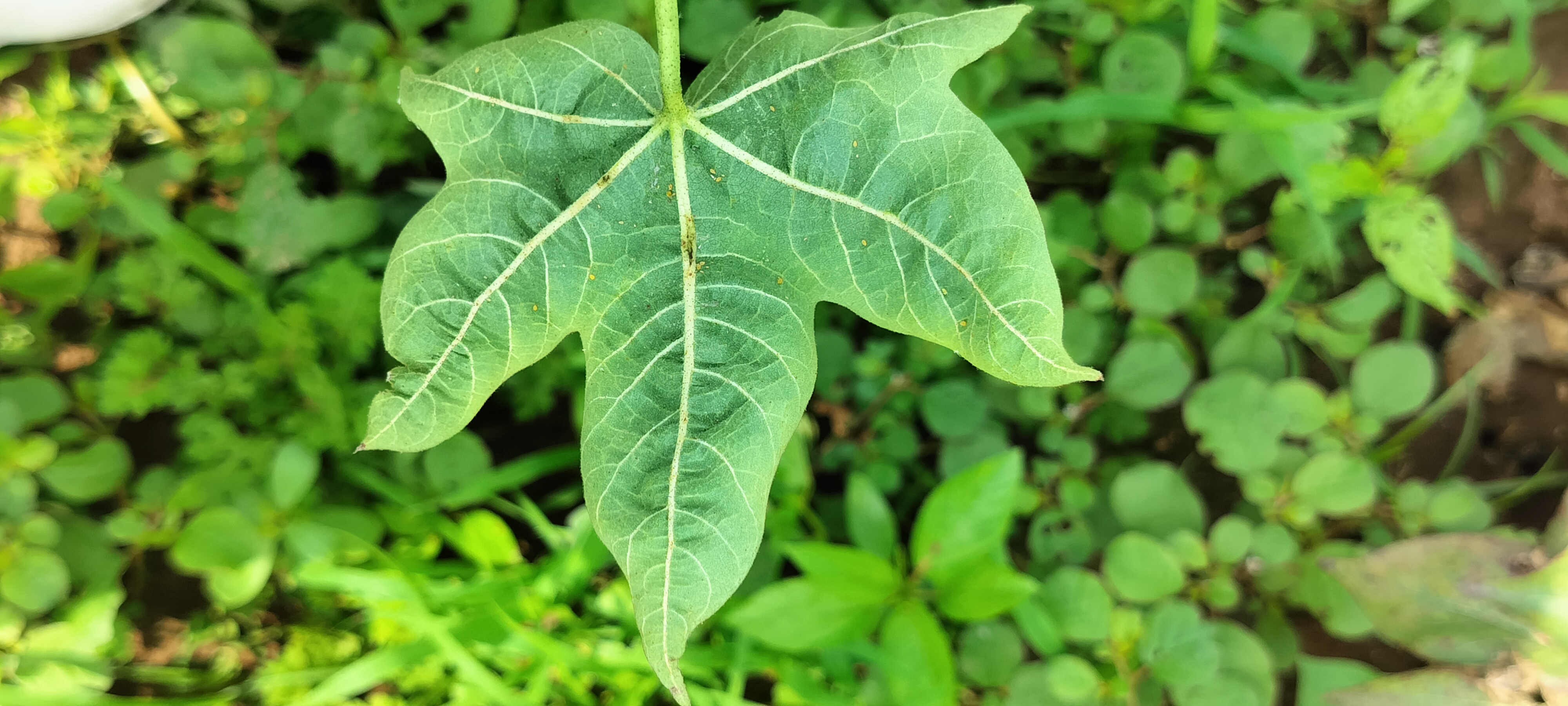 Aphids Object Detection Dataset And Pre Trained Model By Insectdetection