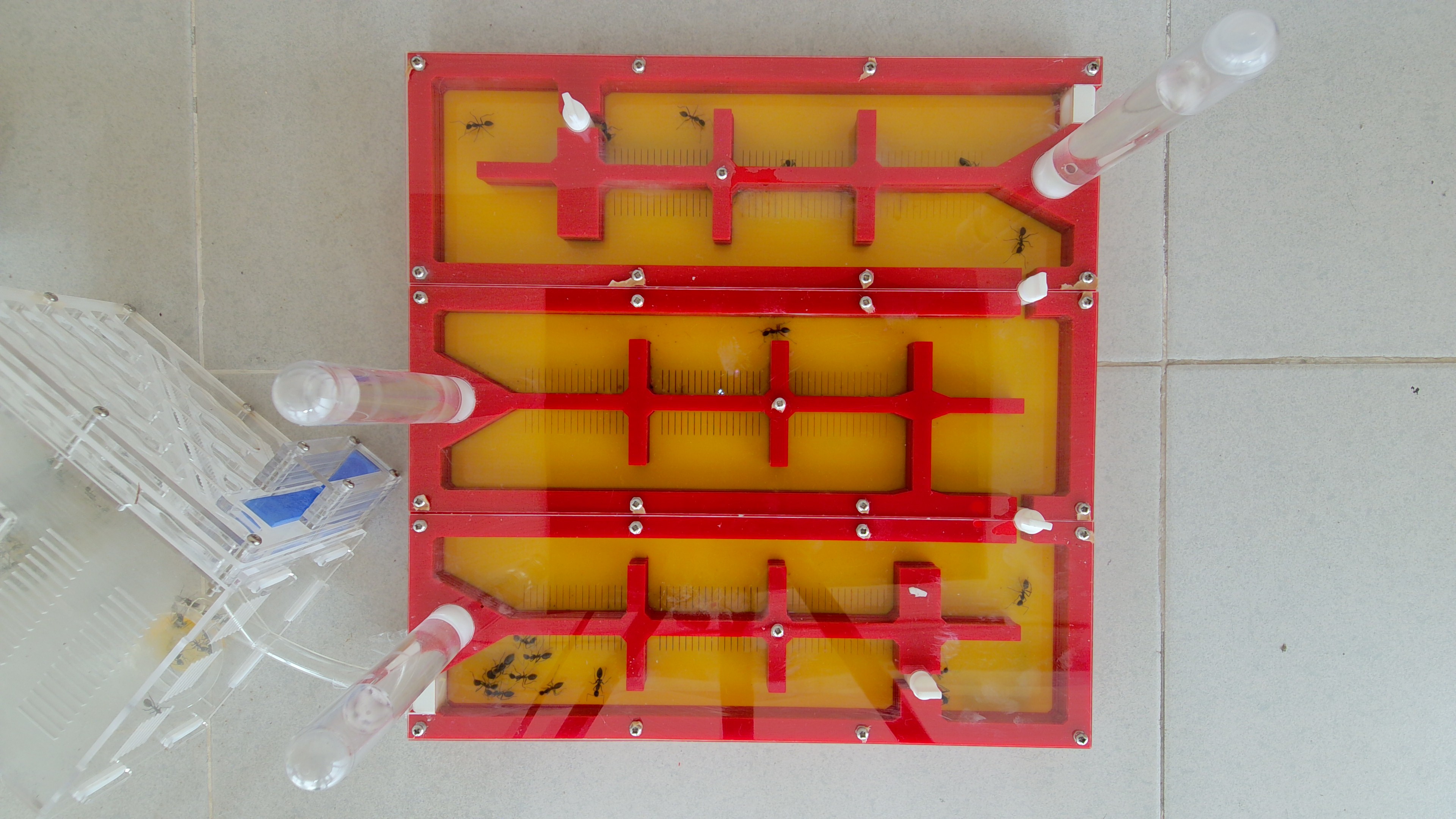 Ant Detection Object Detection Dataset And Pre Trained Model By Steam Re