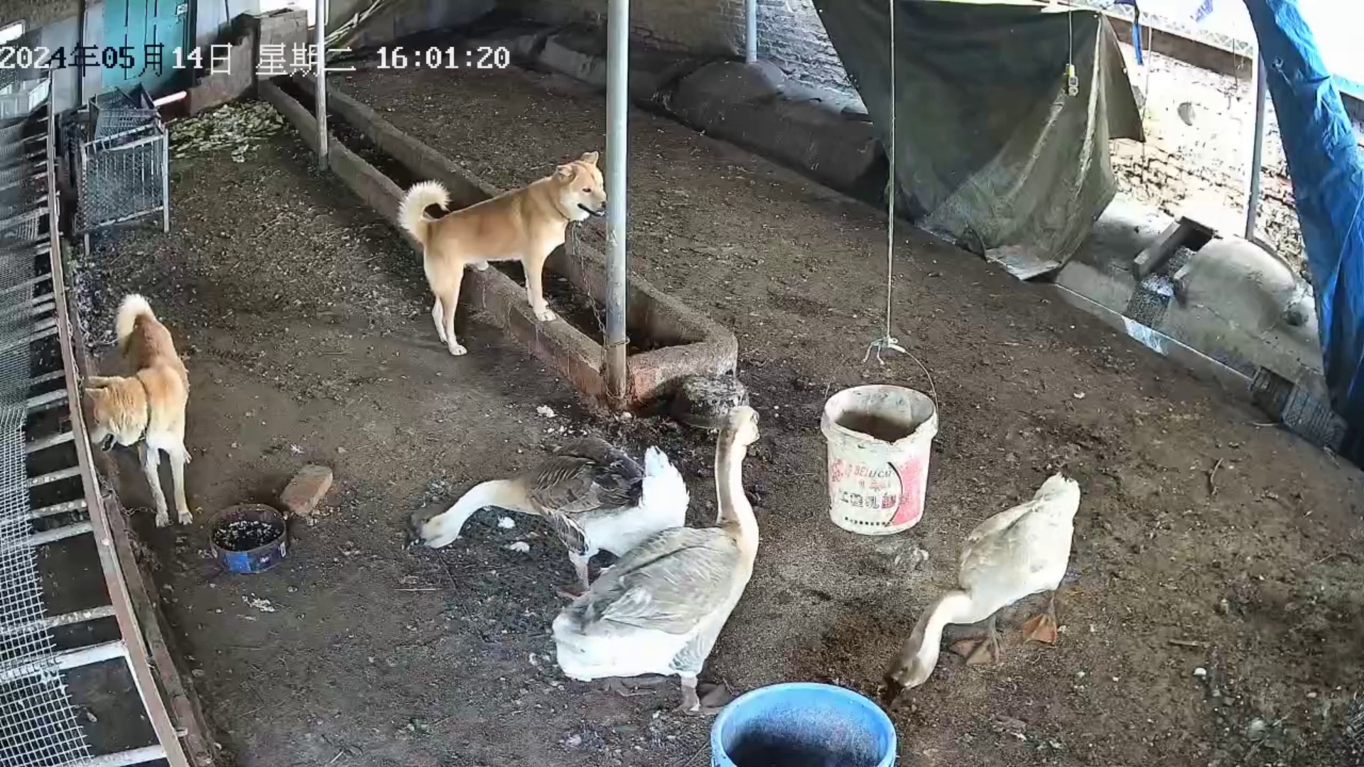 animals Object Detection Dataset by lkl