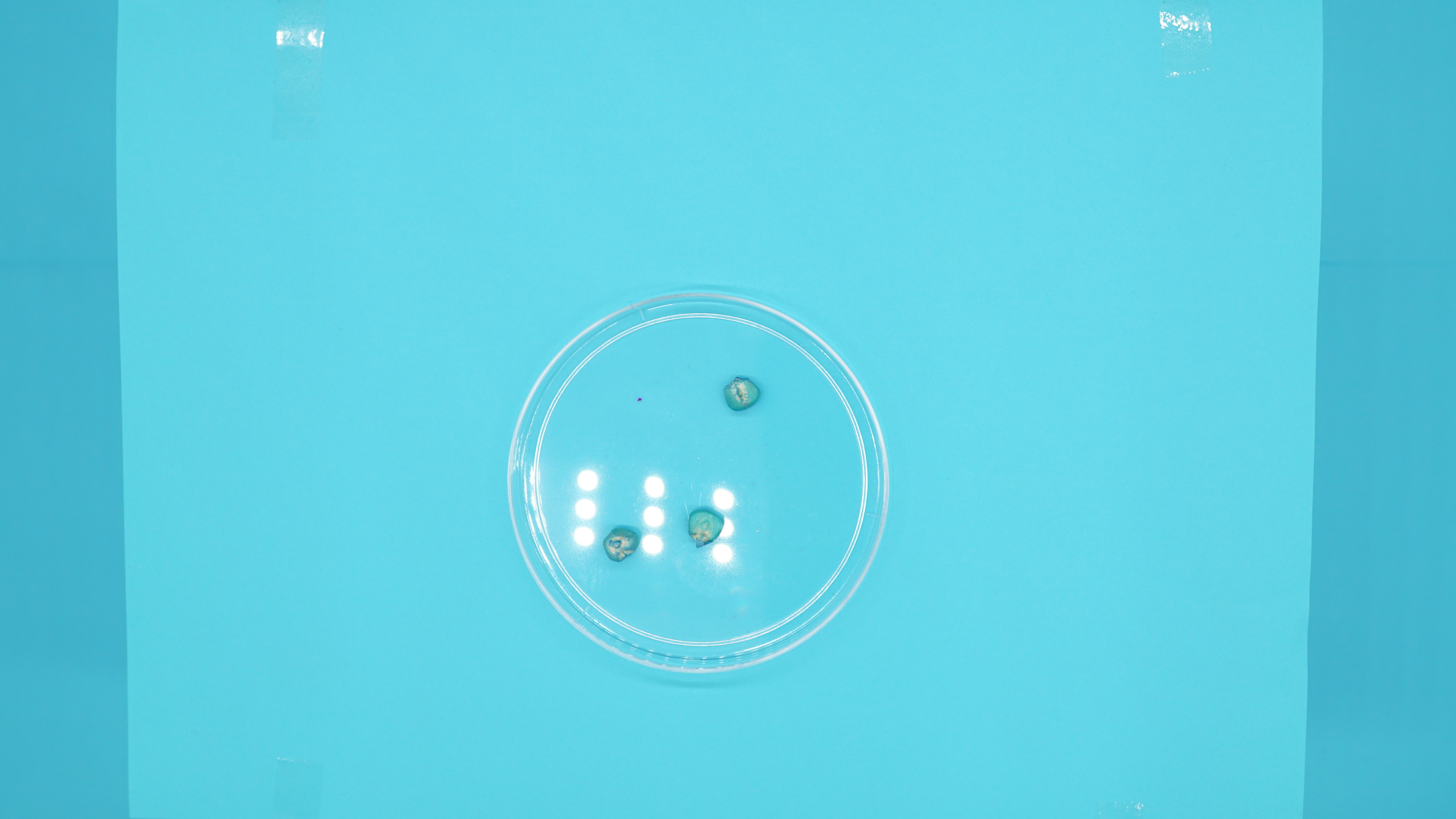 Ssi Saekkal Test Object Detection Dataset And Pre Trained Model By Pusan National University