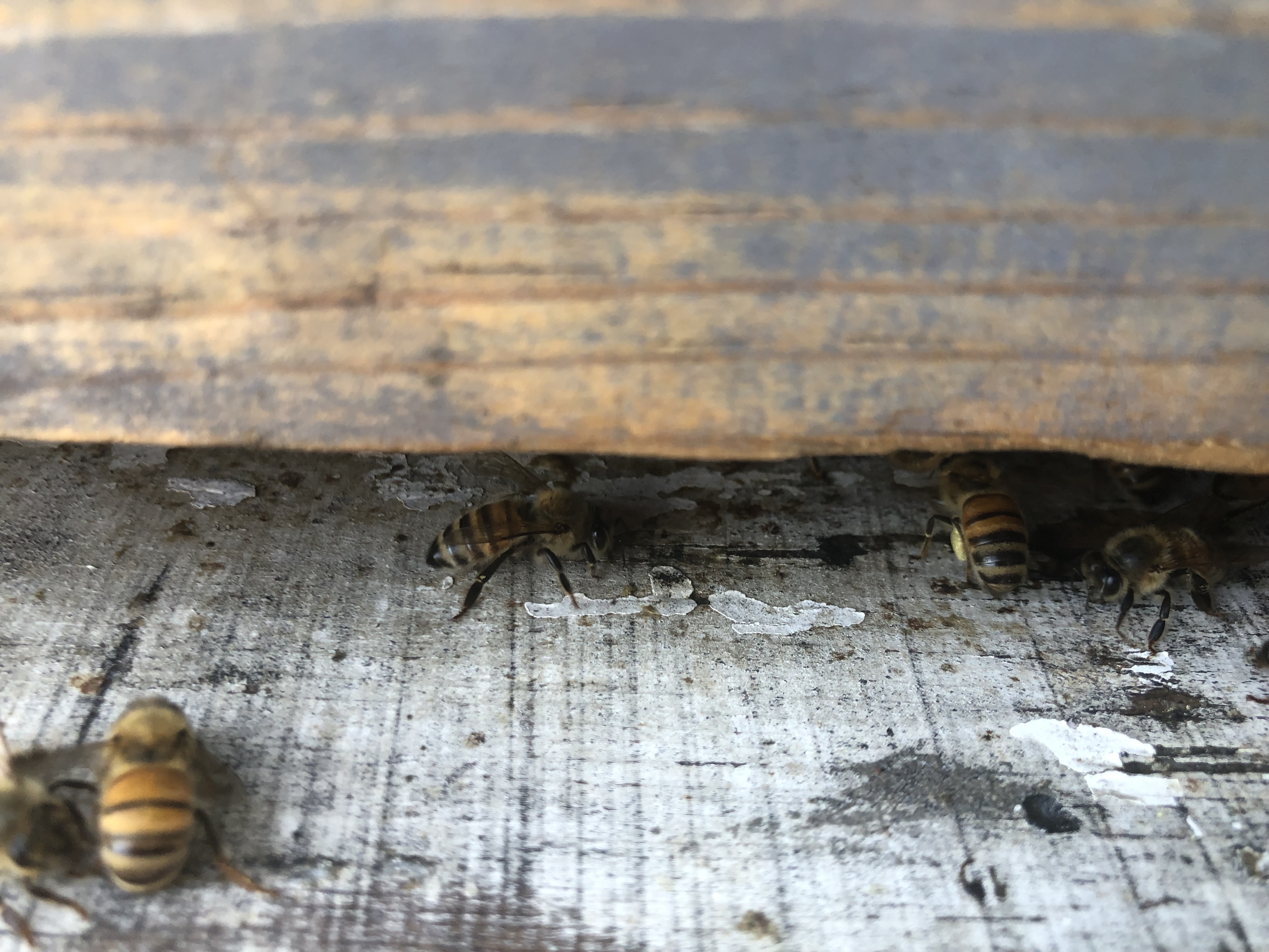 BEE Object Detection Dataset by testbasketball