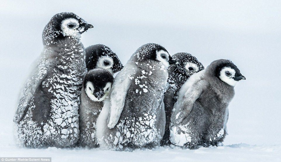 penguin Object Detection Dataset by IoT