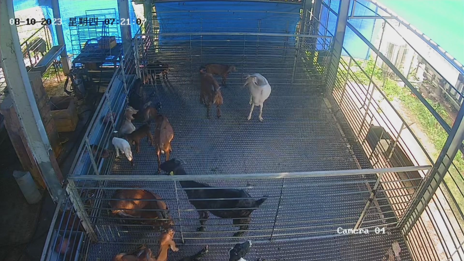 Sheep Object Detection Model By Sheepdetection