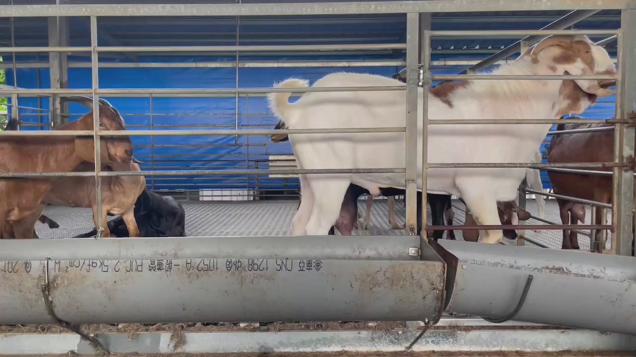 sheep03 Object Detection Model by sheepdetection